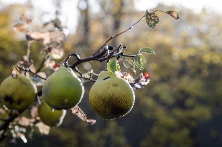 Sage and Juniper Brined Pork Chops | Chew Town Food Blog